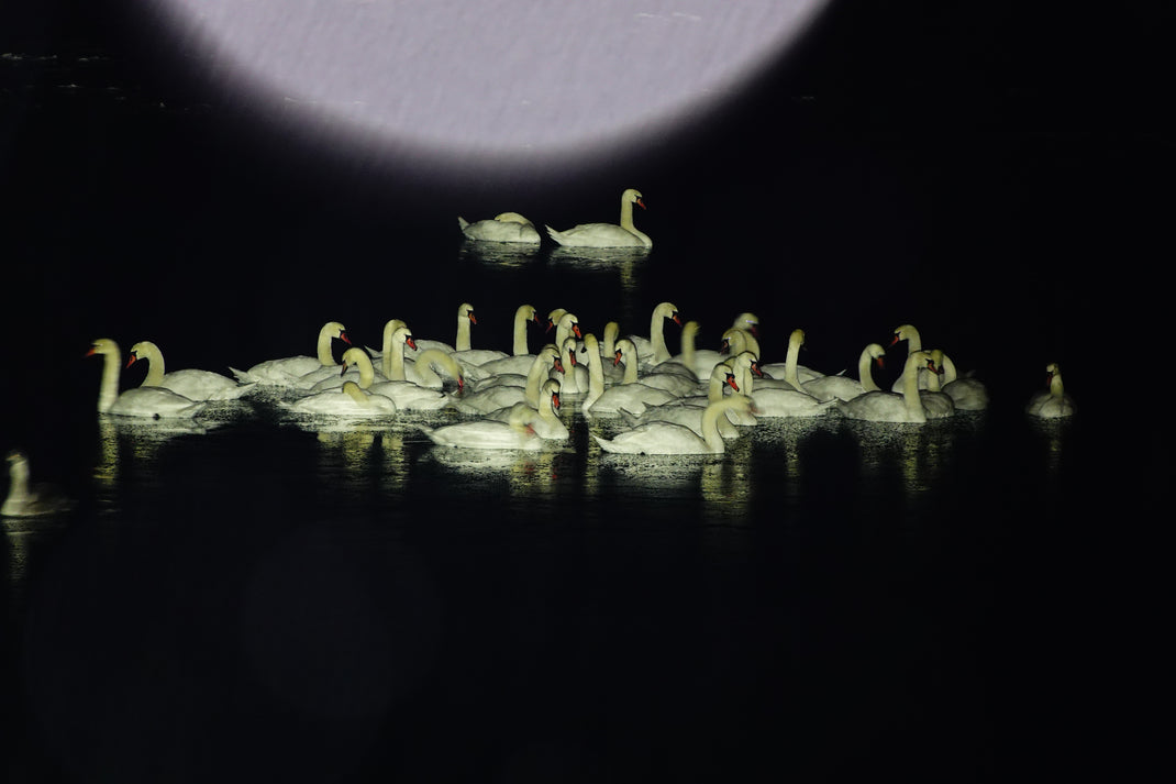 Swans – Sasha Elage